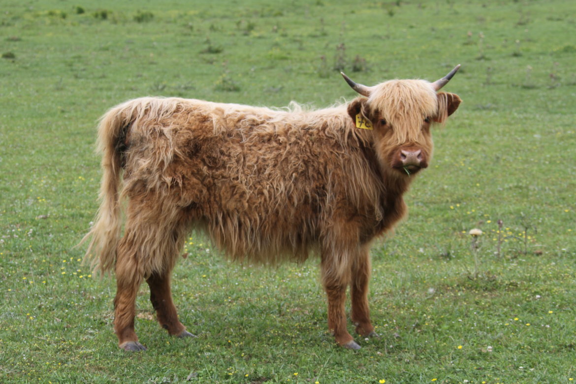Casio #7C -SOLD | Gleann Brook Acres Scottish Highland Cattle