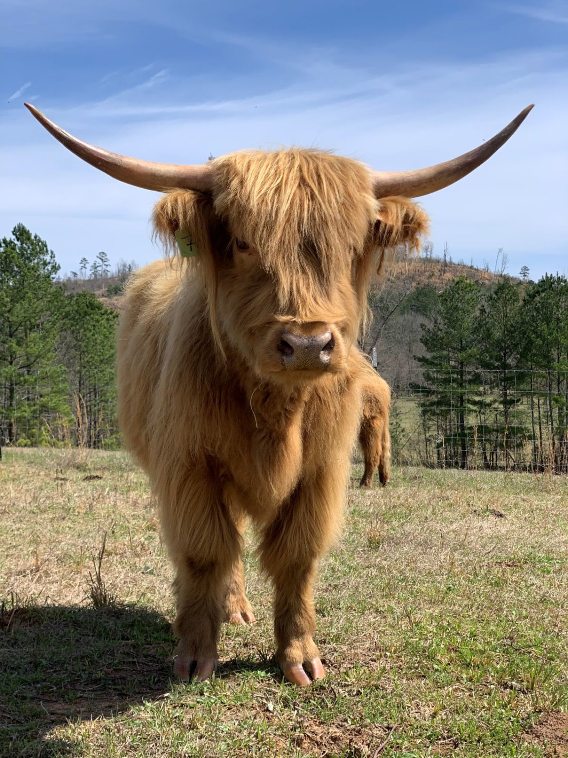 Gordon #7G (Steer) -SOLD | Gleann Brook Acres Scottish Highland Cattle