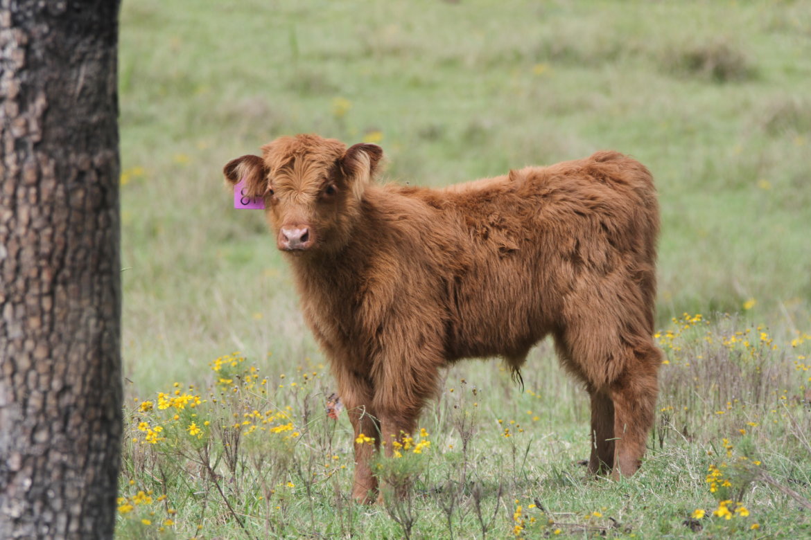 Ferdinand #8F -SOLD | Gleann Brook Acres Scottish Highland Cattle
