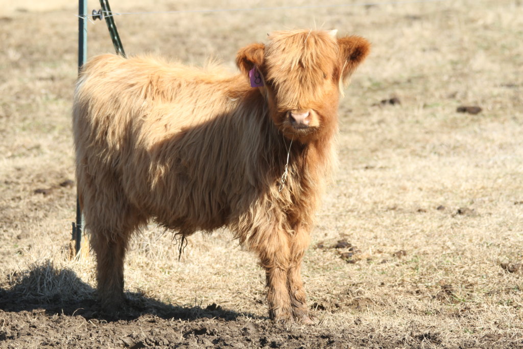 Ferdinand #8F -SOLD | Gleann Brook Acres Scottish Highland Cattle