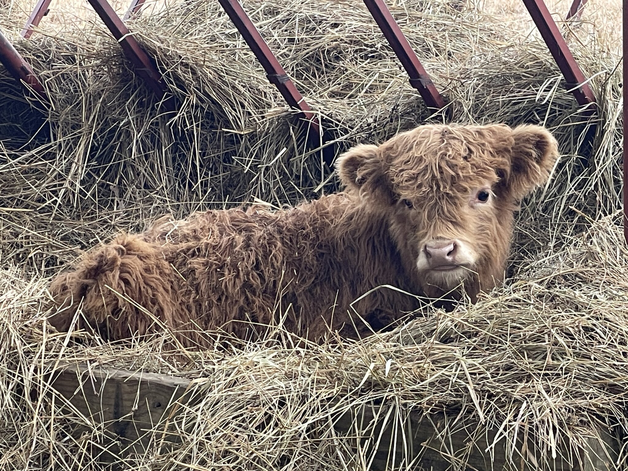 Mini Moo #12M -SOLD | Gleann Brook Acres Scottish Highland Cattle
