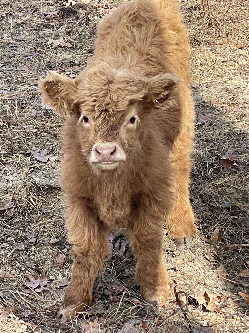 Mini Moo #12M -SOLD | Gleann Brook Acres Scottish Highland Cattle